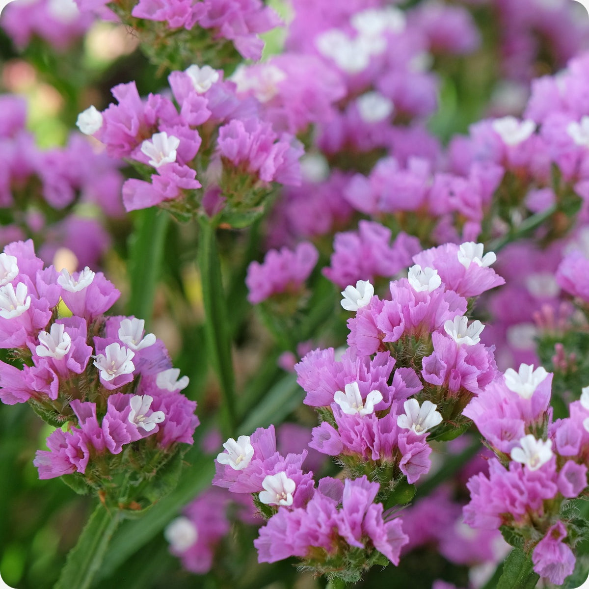 Statice Seeds - Deep Rose – The Incredible Seed Company Ltd