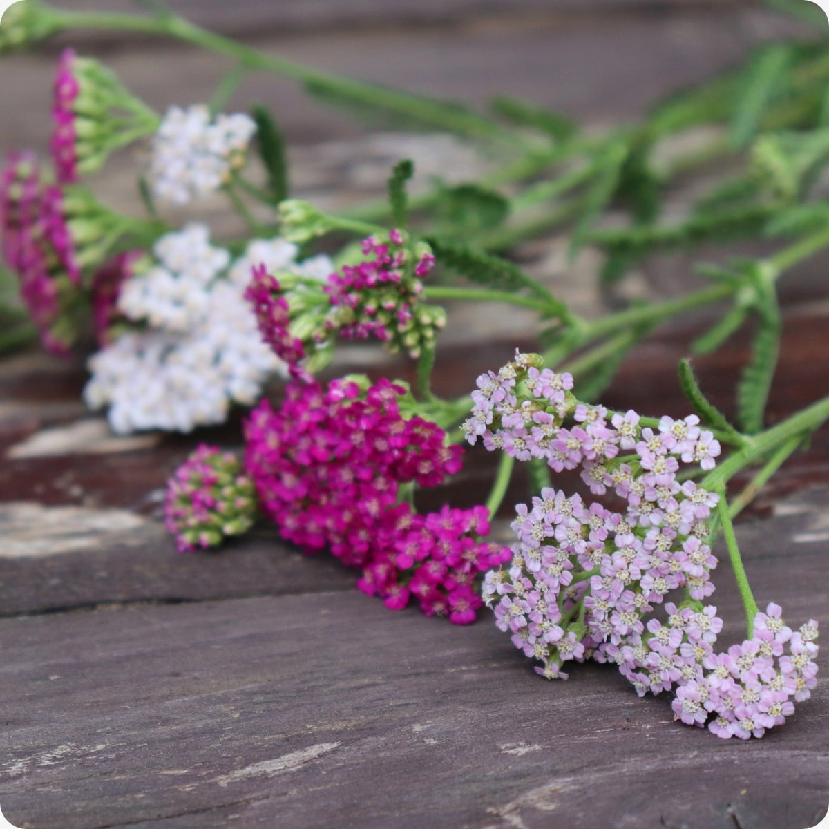 Yarrow Seeds - Red Yarrow Mix – The Incredible Seed Company Ltd