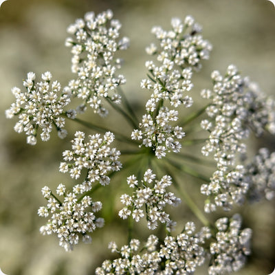 Mammoth Long Red Mangel Beet Seeds – Heirloom Untreated NON-GMO From ...