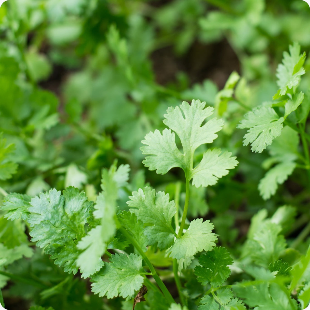 Cilantro Seeds - Santo – The Incredible Seed Company Ltd