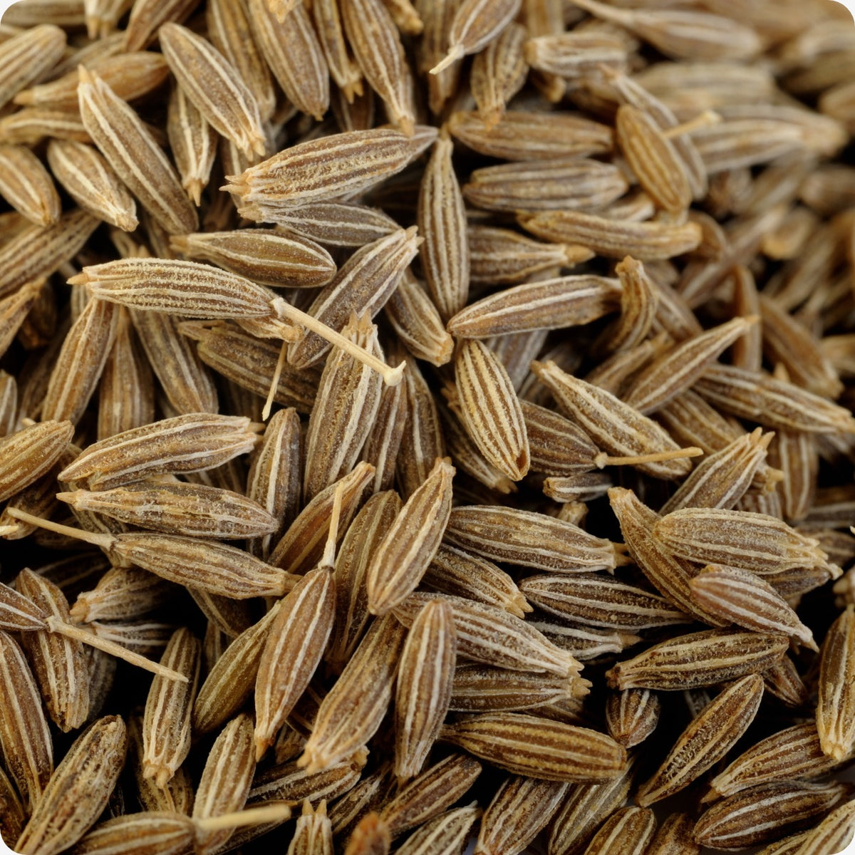 Cumin Seeds – The Incredible Seed Company Ltd