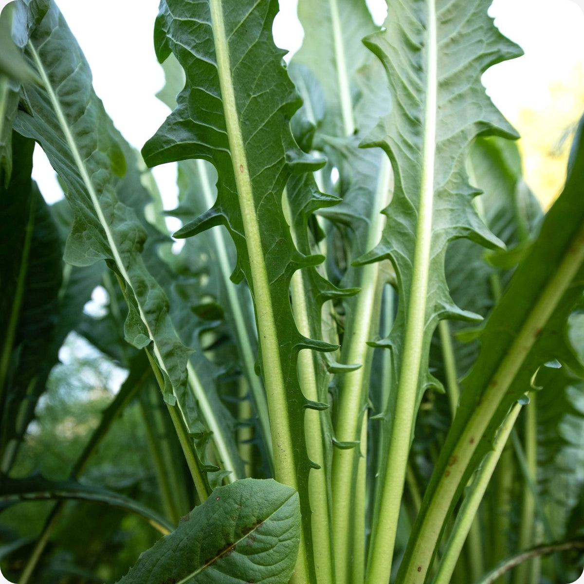 Dandelion Seeds - Italian – The Incredible Seed Company Ltd