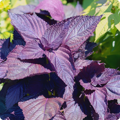 Amaranth Seeds - Elephant Head – The Incredible Seed Company Ltd