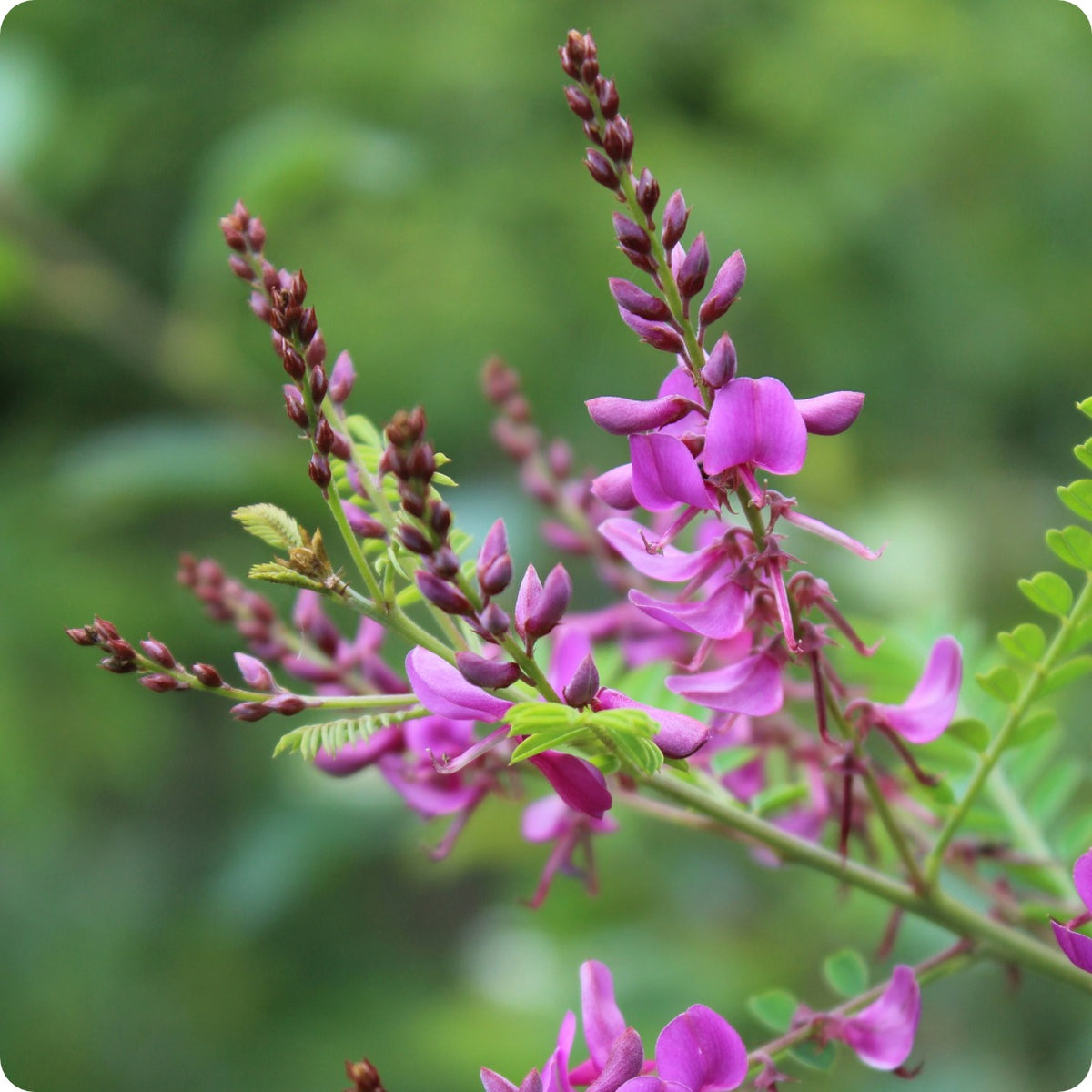 Indigo Seeds - True Indigo – The Incredible Seed Company Ltd