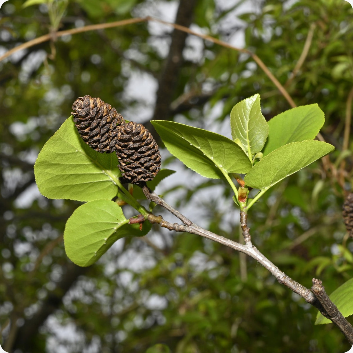 Alder Seeds - Italian Alder – The Incredible Seed Company Ltd