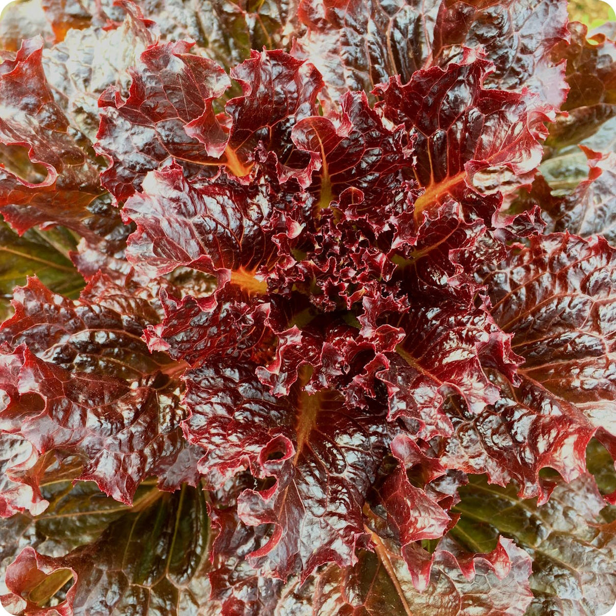 Lettuce Seeds - Outredgeous – The Incredible Seed Company Ltd
