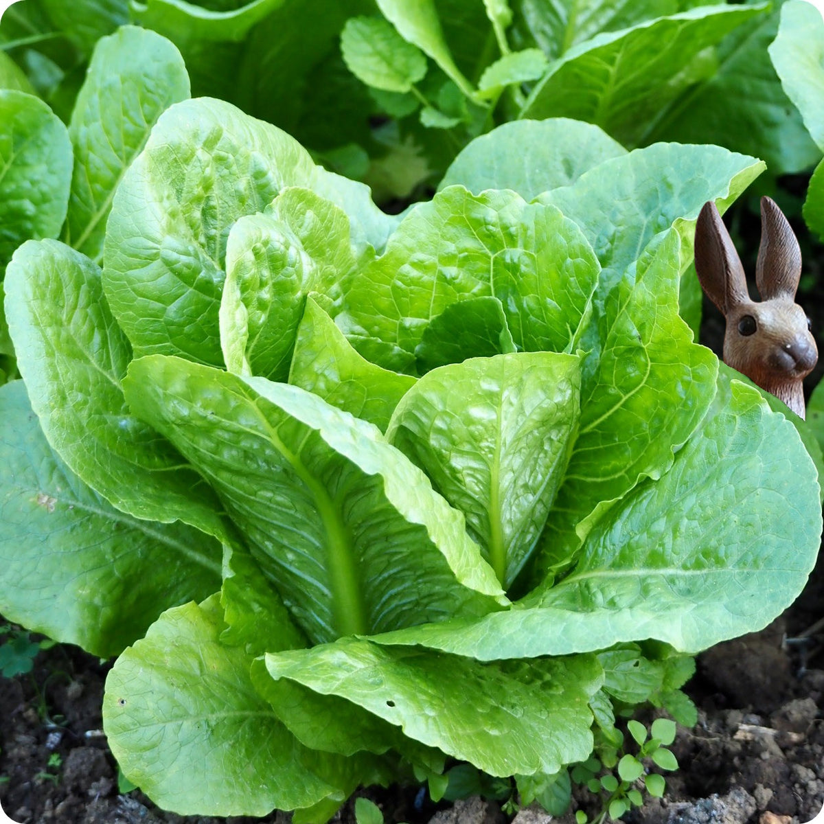 Parris Island Cos Lettuce Seeds – Heirloom Untreated NON-GMO From ...