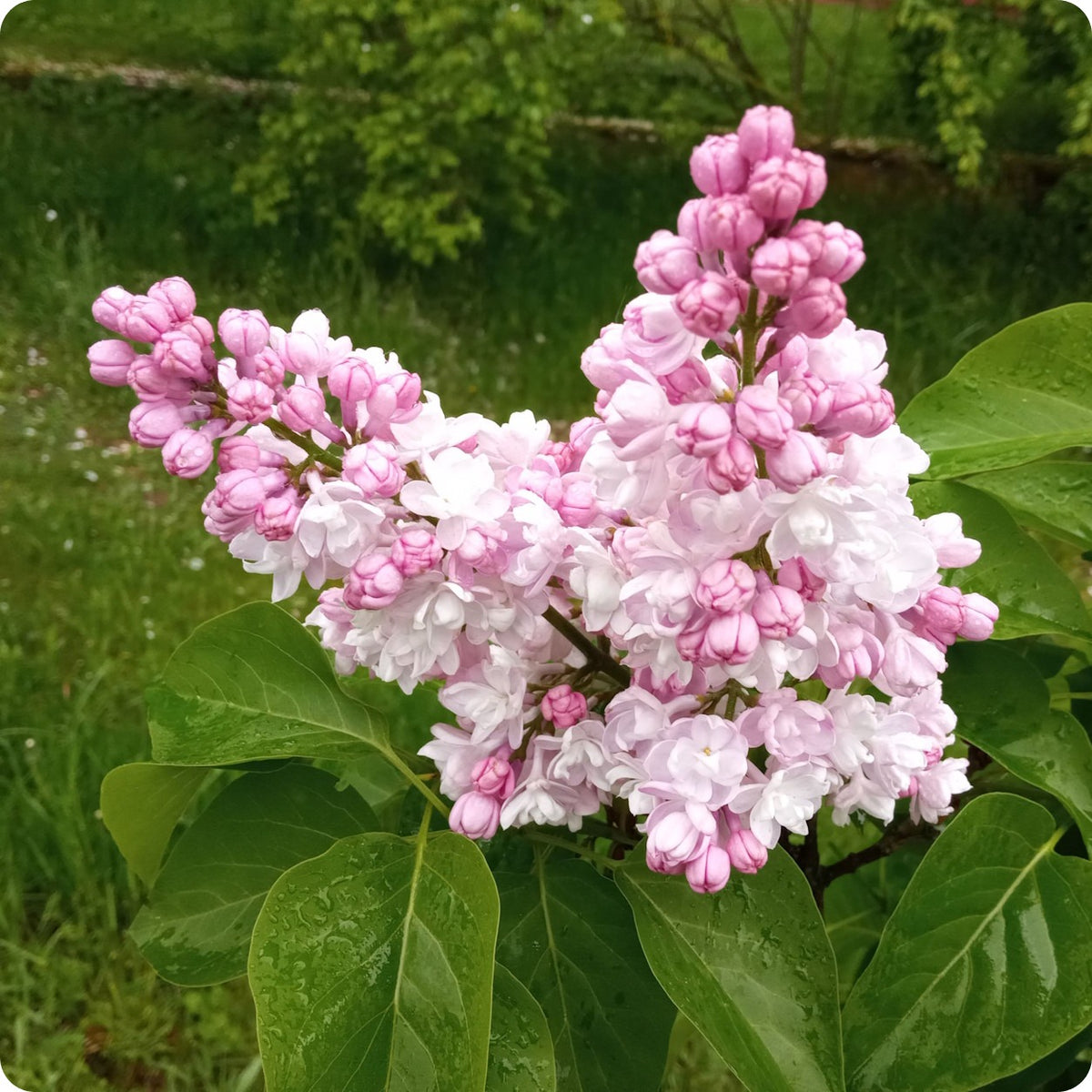 Lilac Seeds - Late 'Villous' – The Incredible Seed Company Ltd