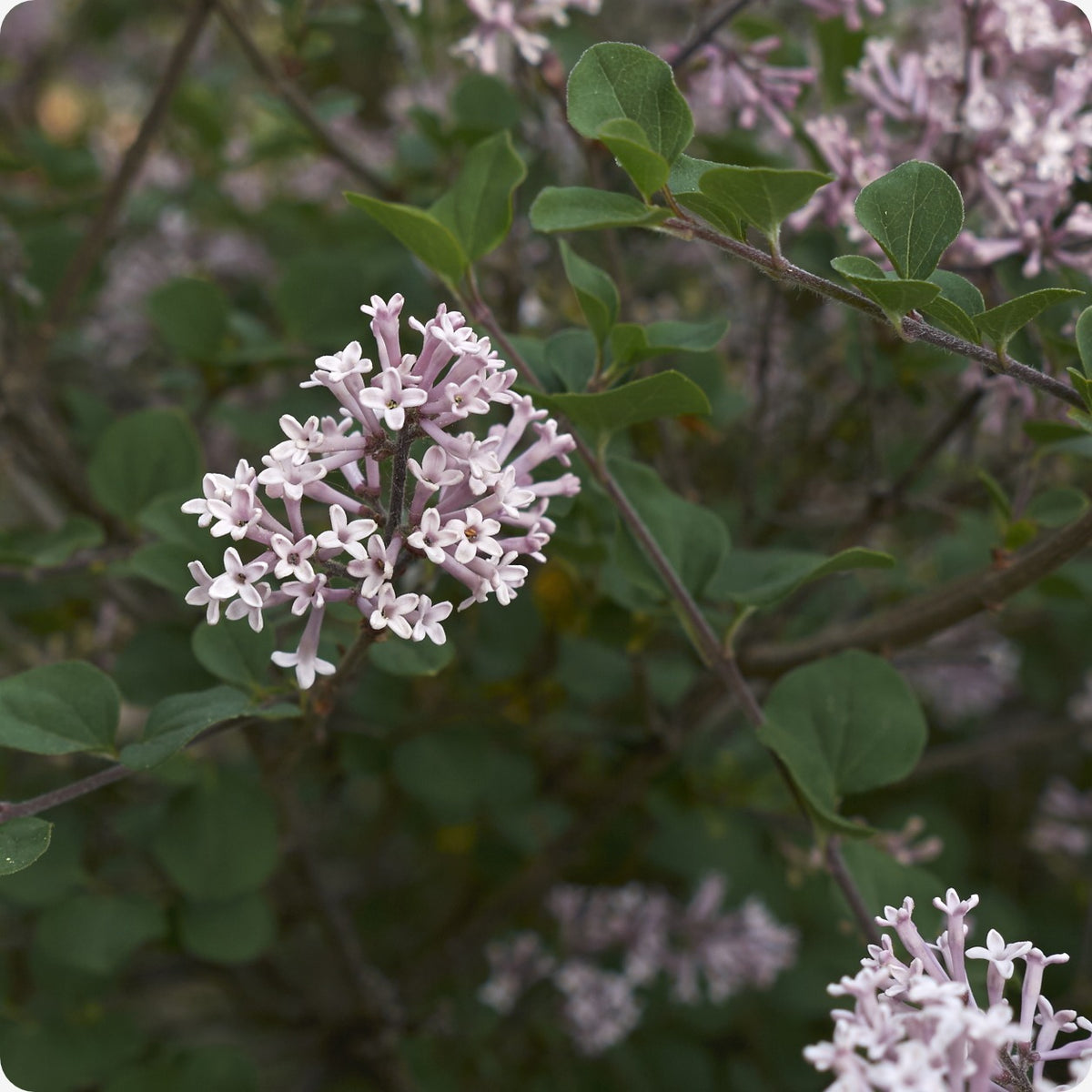 Lilac Seeds - Littleleaf – The Incredible Seed Company Ltd