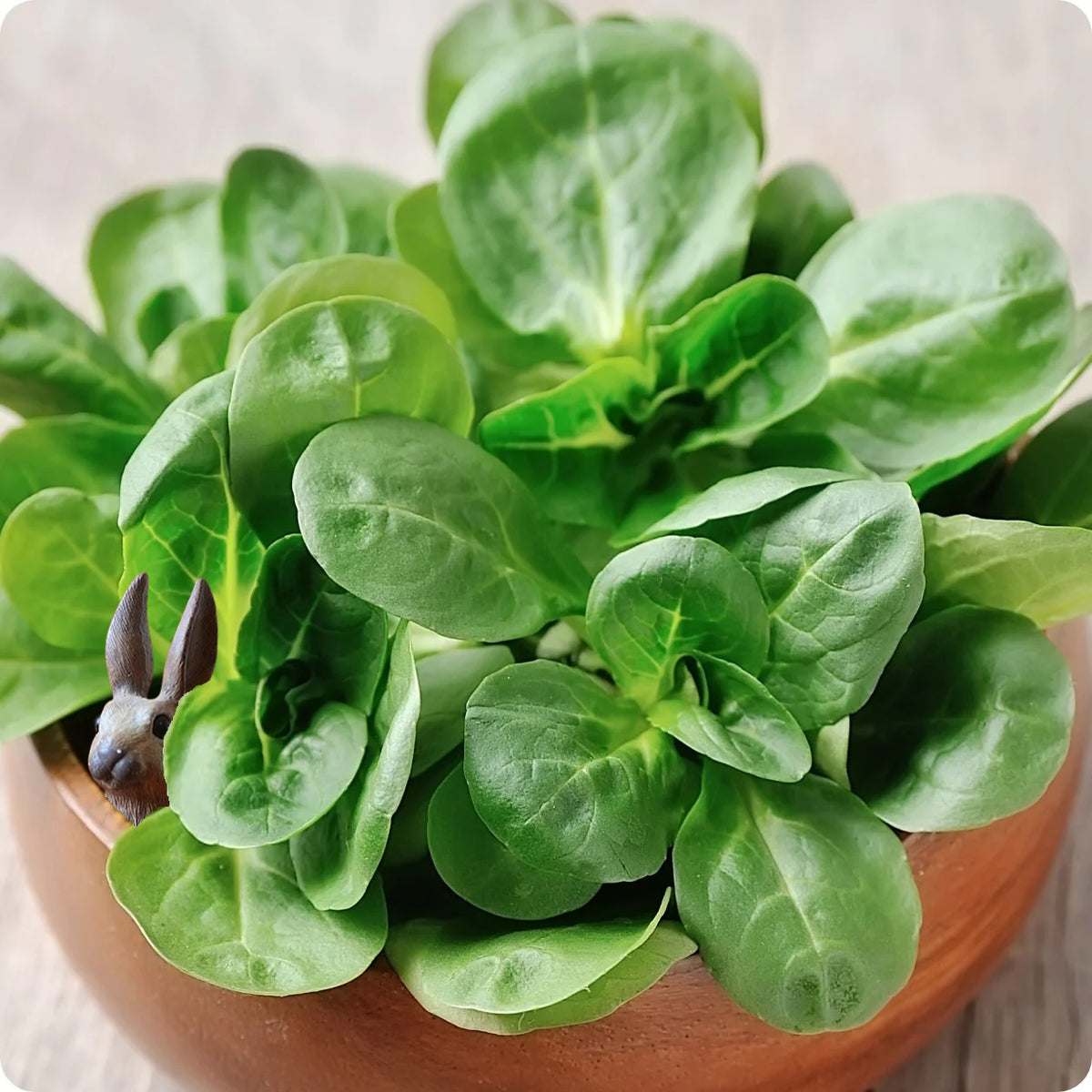 Mache / Corn Salad Seeds – Heirloom Untreated NON-GMO From Canada – The ...