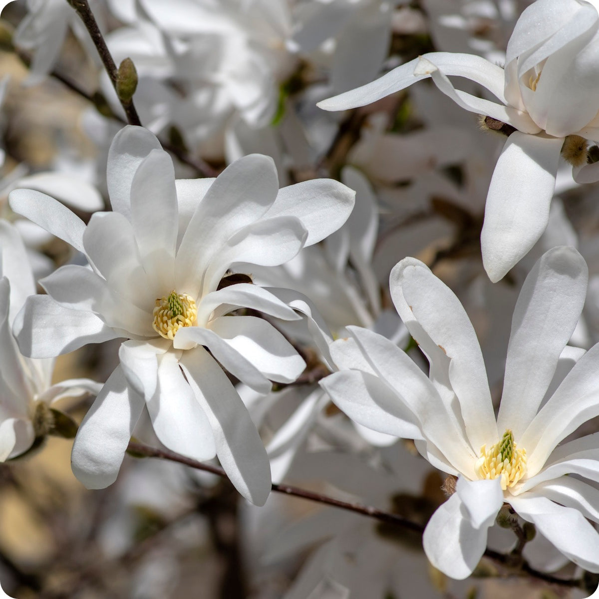 Magnolia Seeds - Star – The Incredible Seed Company Ltd