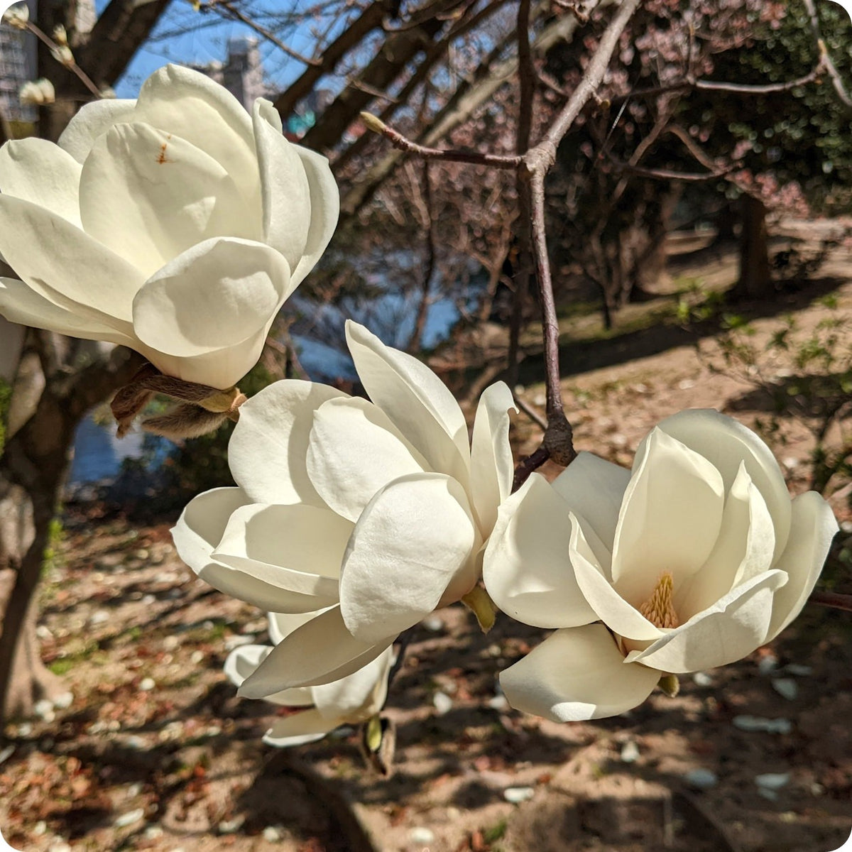 Magnolia Seeds - Yulan Lilytree – The Incredible Seed Company Ltd