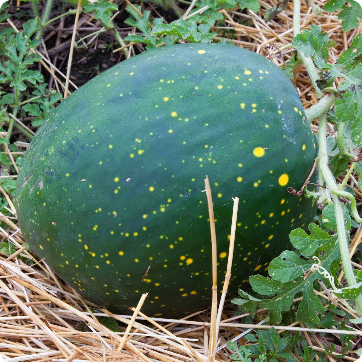 Melon Seeds - Moon and Stars Watermelon – The Incredible Seed Company Ltd