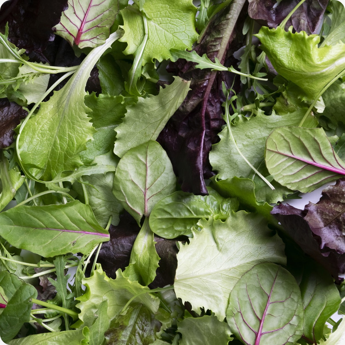 Spring and Fall Mild Mesclun Mix – Heirloom Untreated NON-GMO From ...
