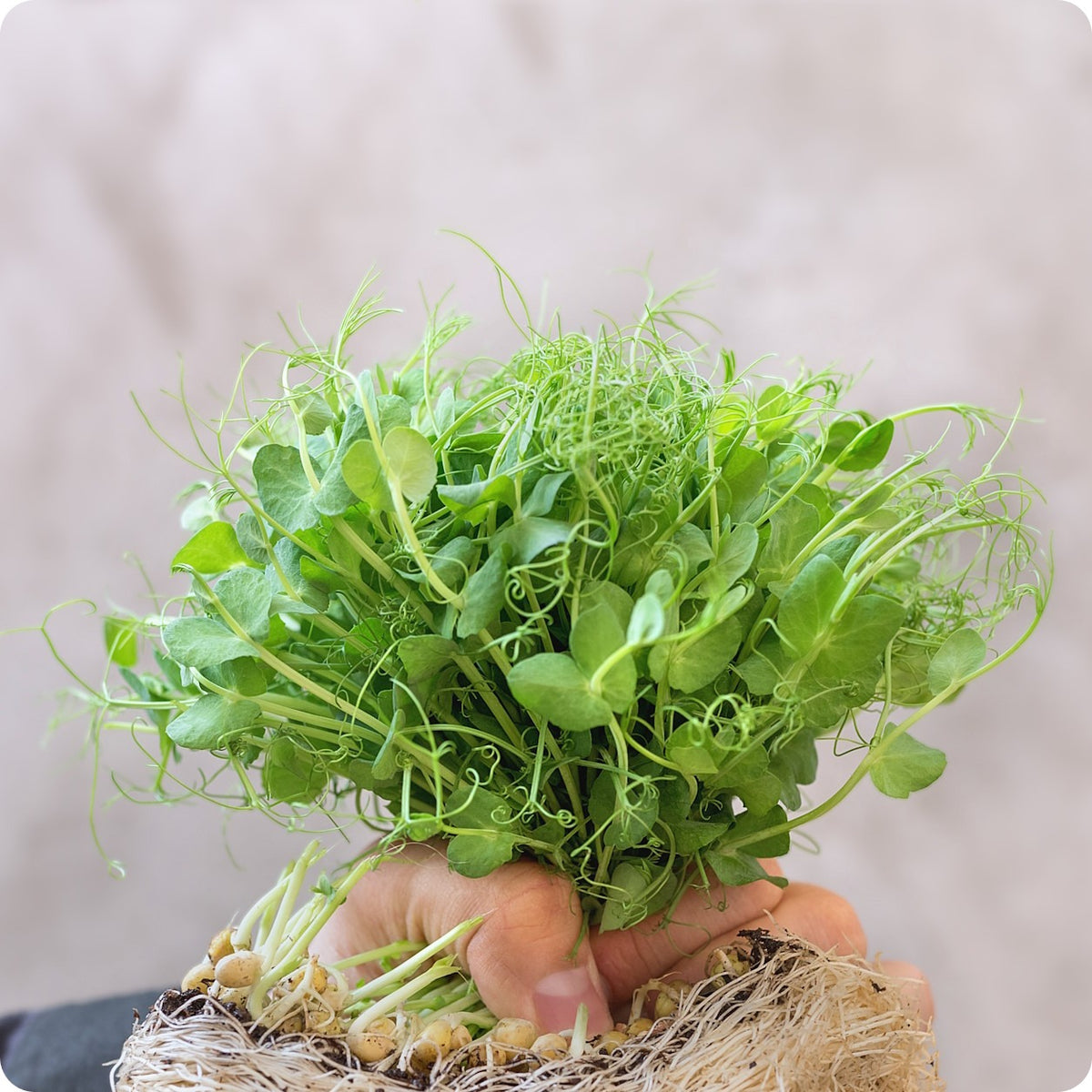 Microgreen Seeds - Pea, Oregon Giant – The Incredible Seed Company Ltd