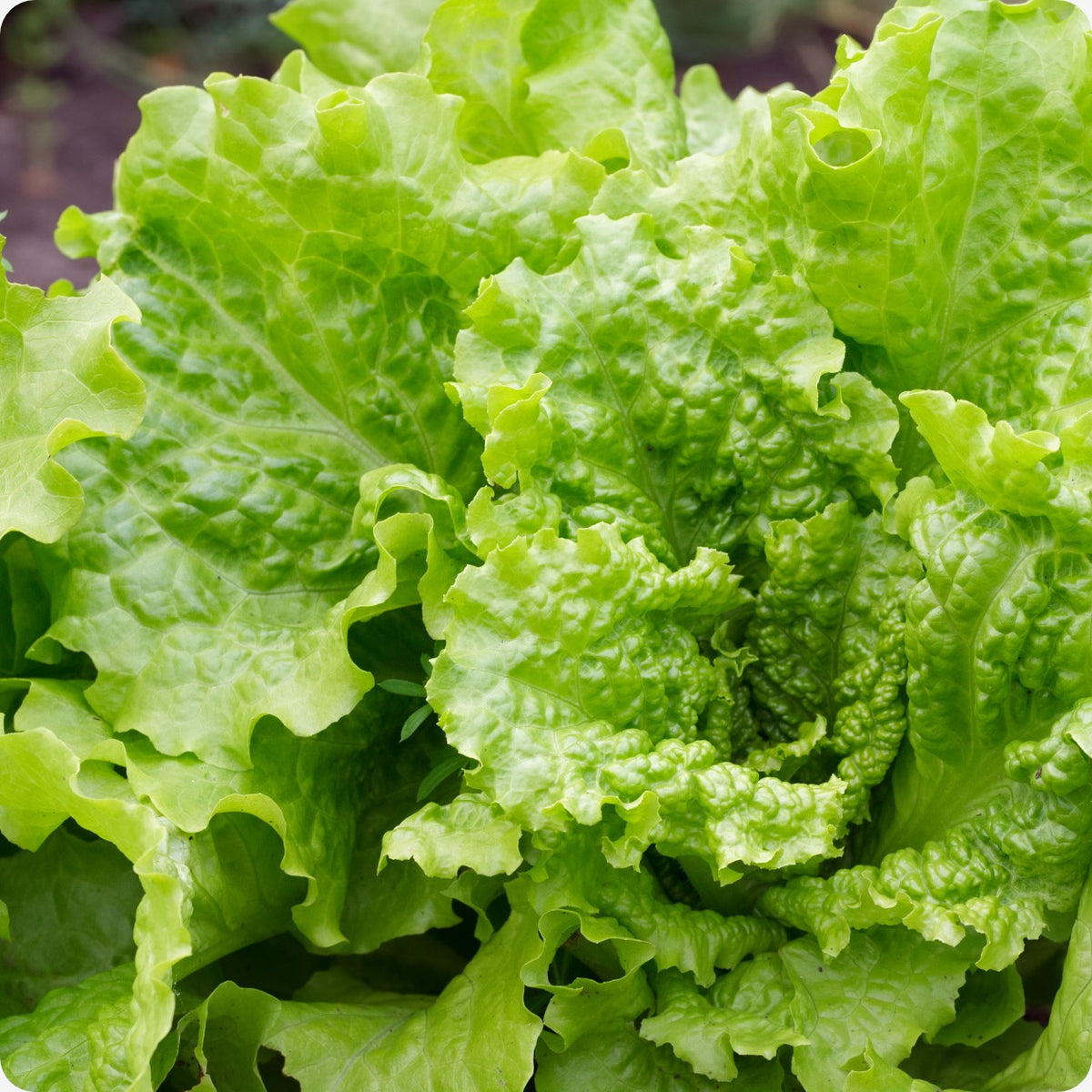 Lettuce Seeds - Australian Yellow Looseleaf – The Incredible Seed ...