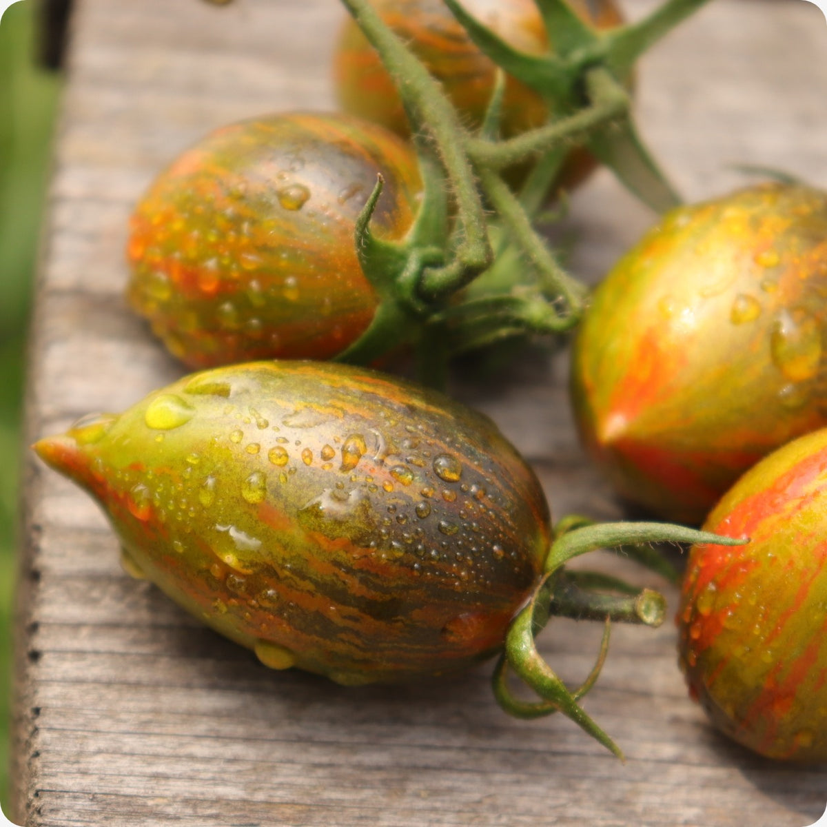 Tomato Seeds, Cherry - Brad's Atomic Grape – The Incredible Seed ...