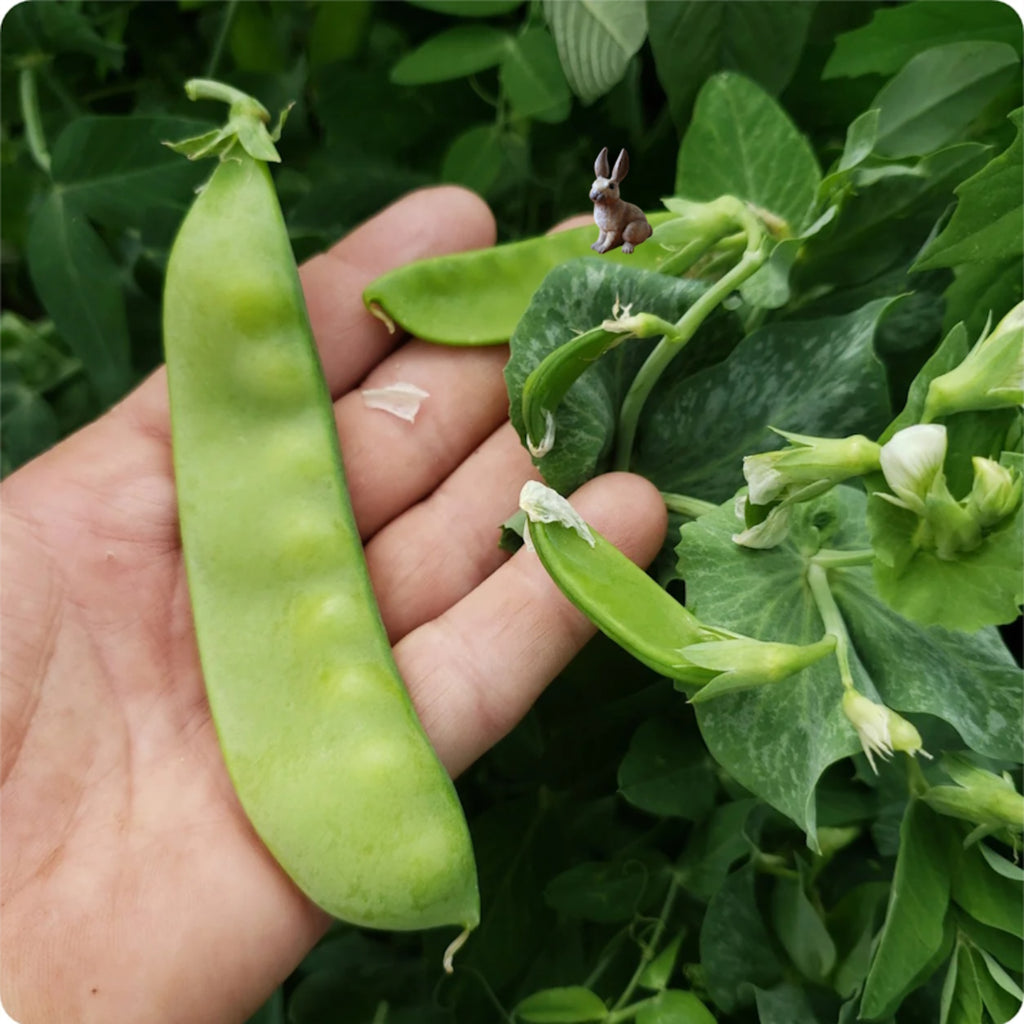 Snow Pea Seeds - Oregon Giant – The Incredible Seed Company Ltd