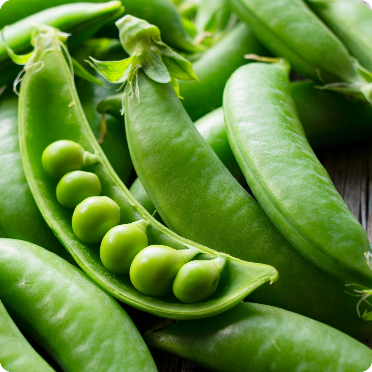 Pea Seeds - Sweet Gem Snap – The Incredible Seed Company Ltd