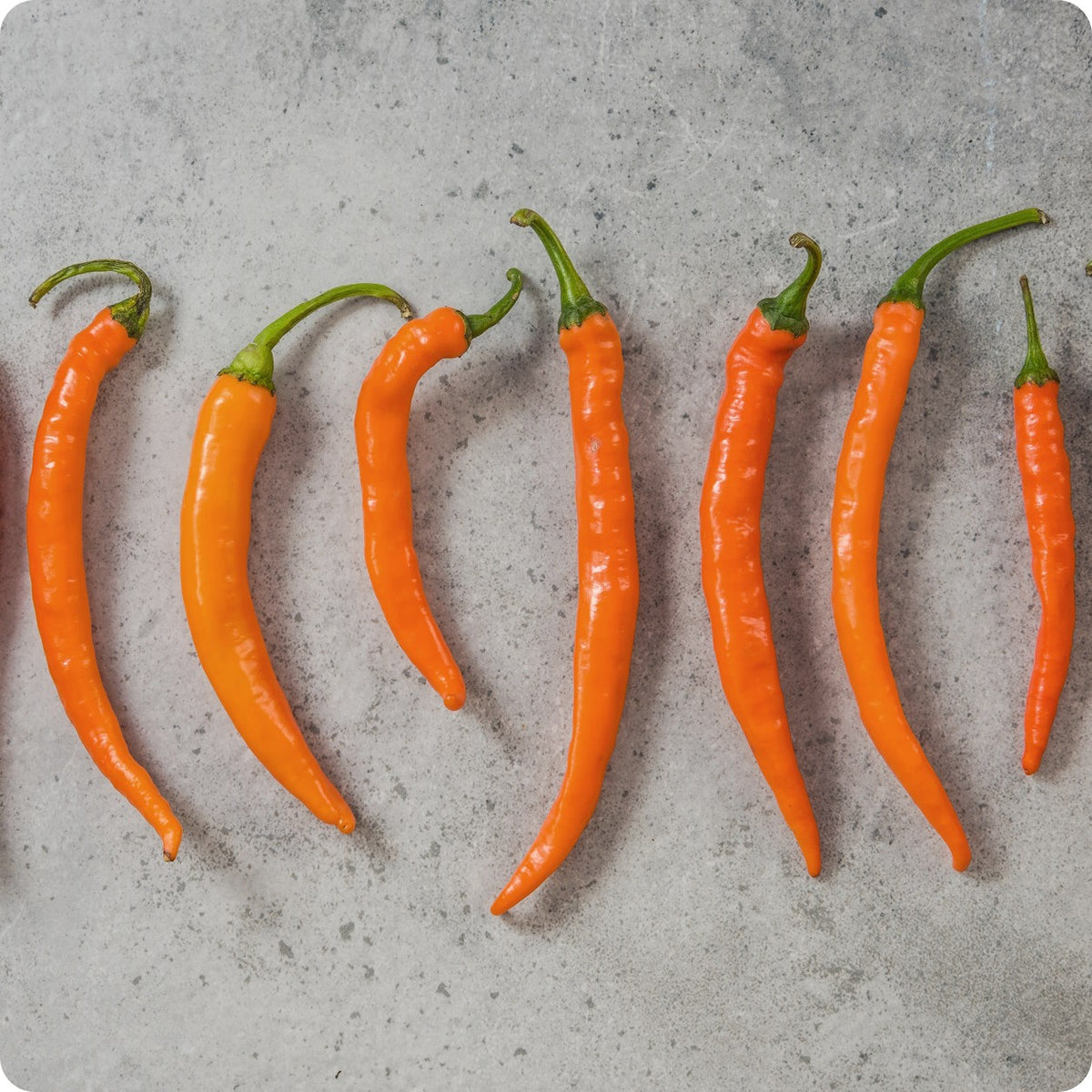 Pepper Seeds, Hot - Cayenne, Orange – The Incredible Seed Company Ltd