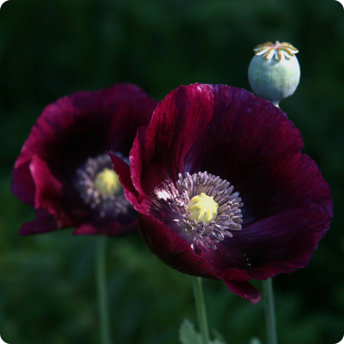Poppy Seeds - After Midnight – The Incredible Seed Company Ltd