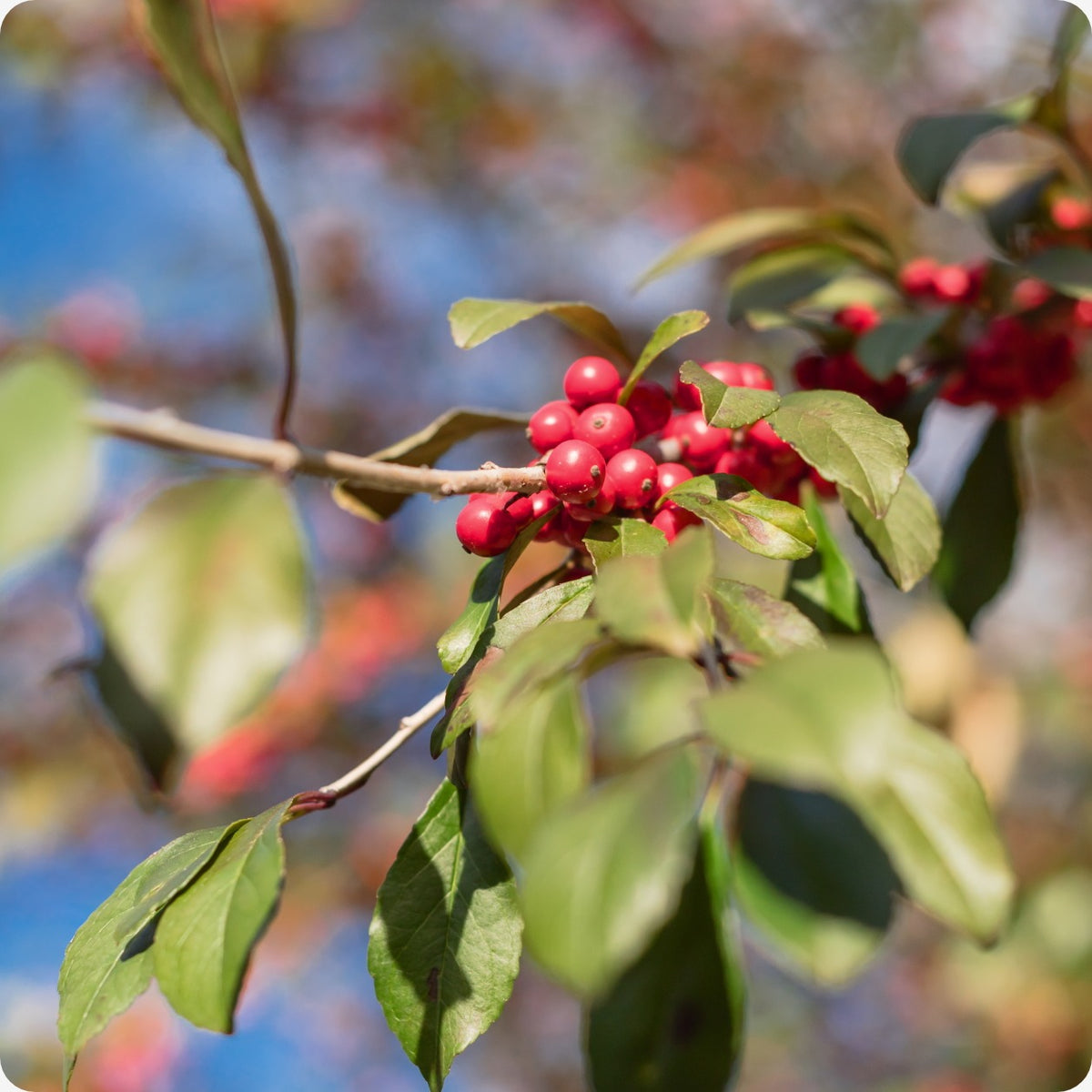 Holly Seeds - Meadow Holly / Possum Haw – The Incredible Seed Company Ltd