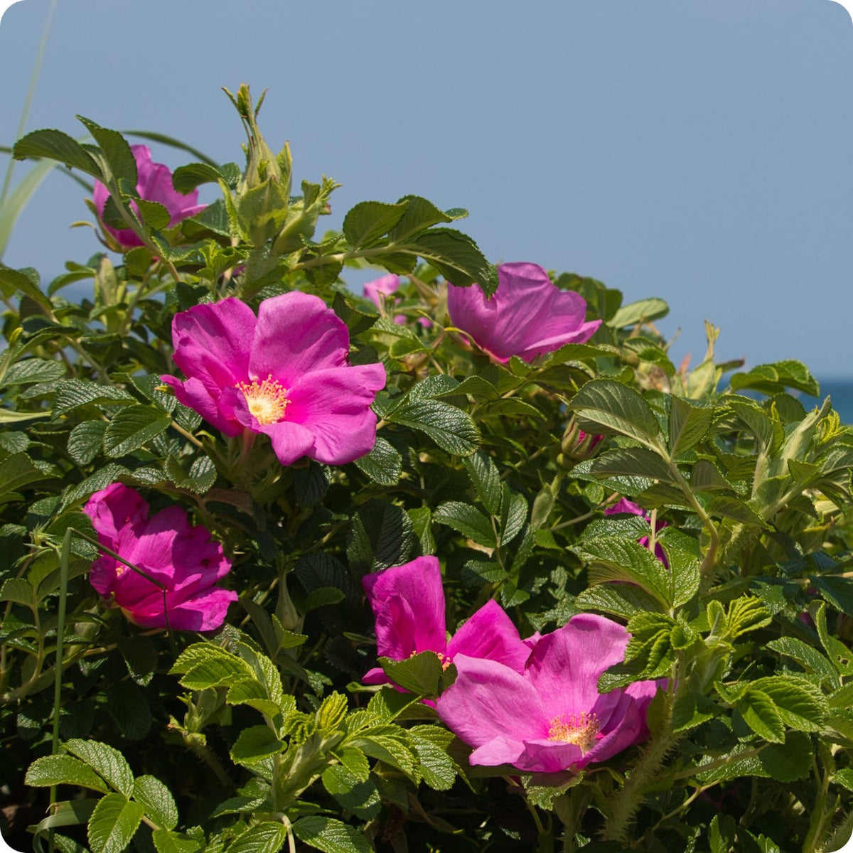 Rosa Rugosa Rose Seeds - Pink – The Incredible Seed Company Ltd