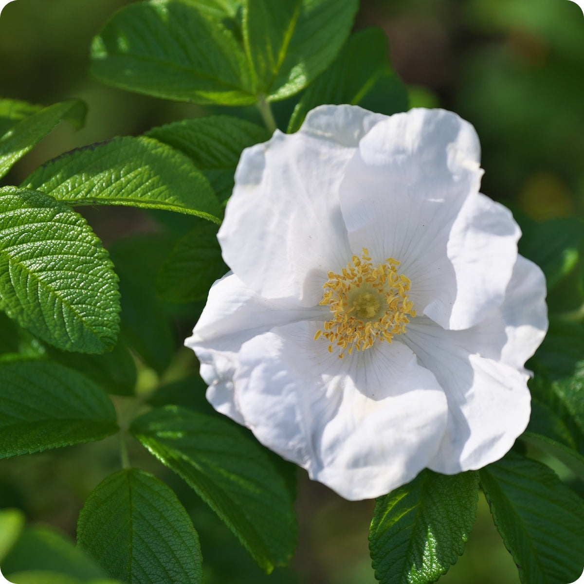Rosa Rugosa Rose Seeds - White – The Incredible Seed Company Ltd