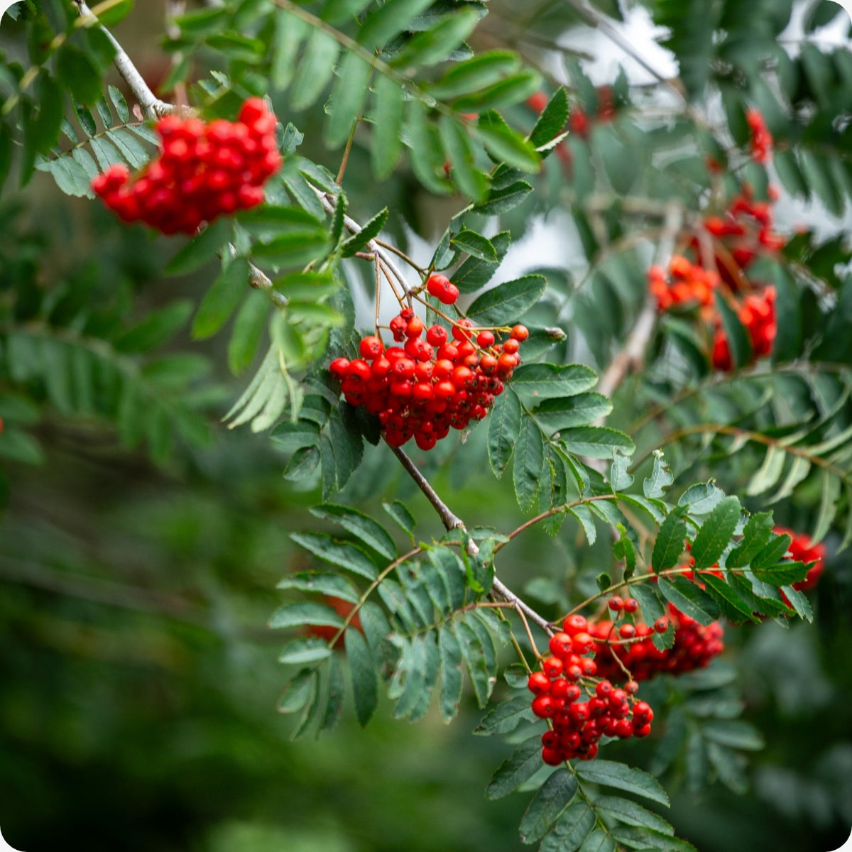 Rowan Tree Seeds – The Incredible Seed Company Ltd