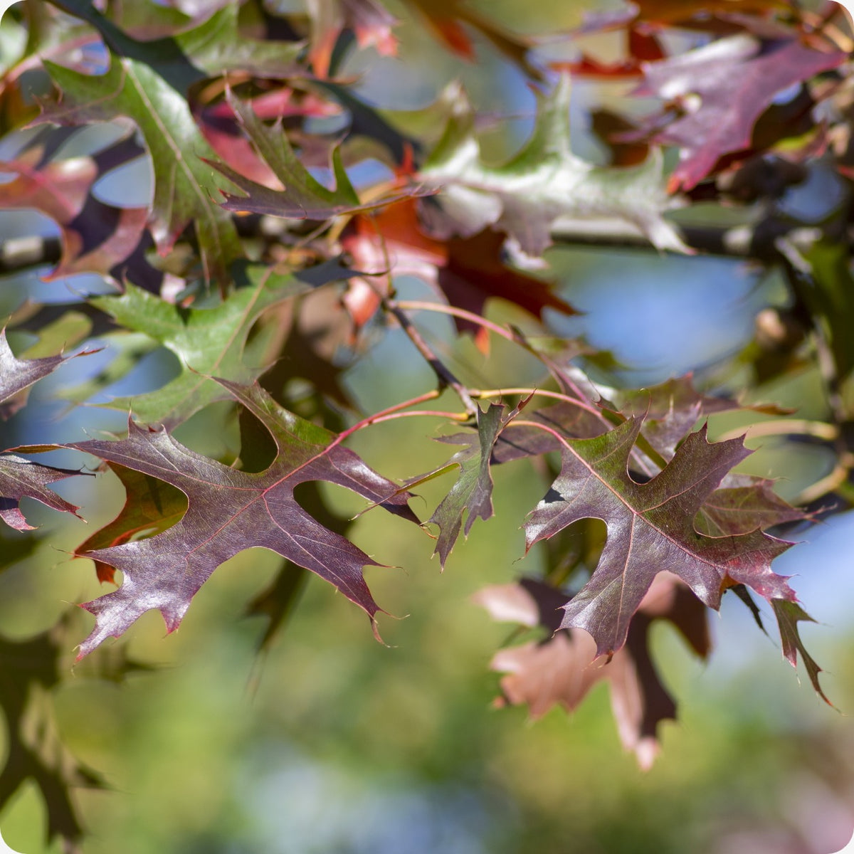 Oak Tree Seeds - Scarlet Oak – The Incredible Seed Company Ltd