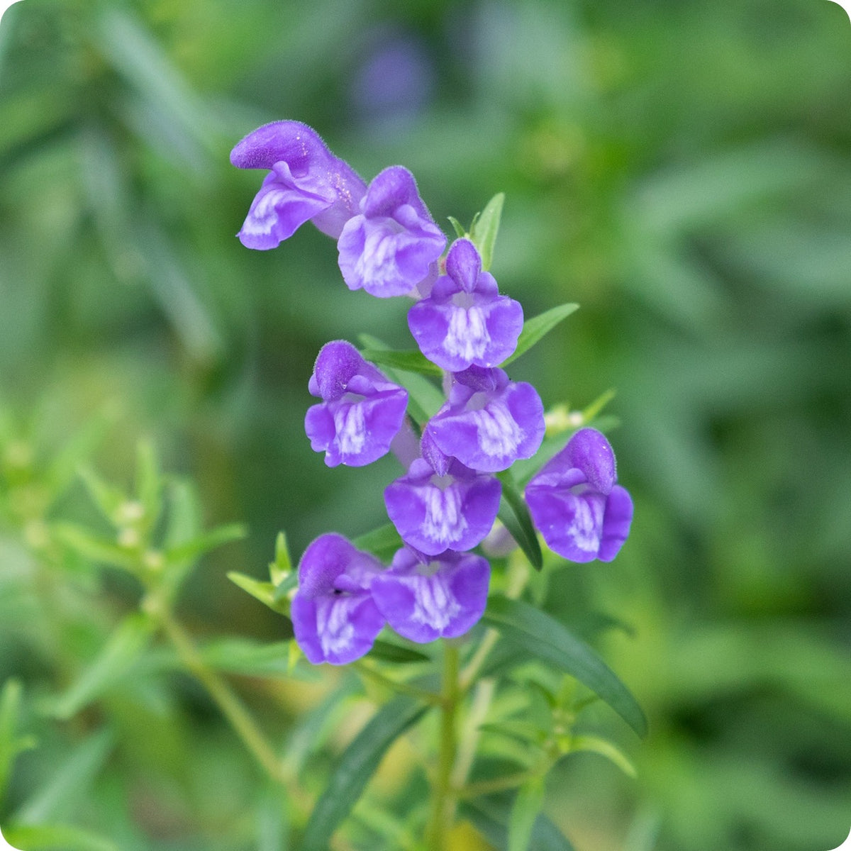 Scullcap Seeds – The Incredible Seed Company Ltd