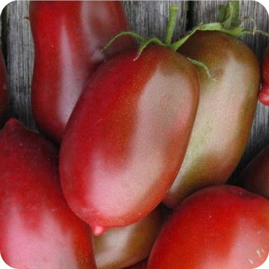 Ukrainian Purple Paste Tomato Seeds – Heirloom Untreated NON-GMO From ...