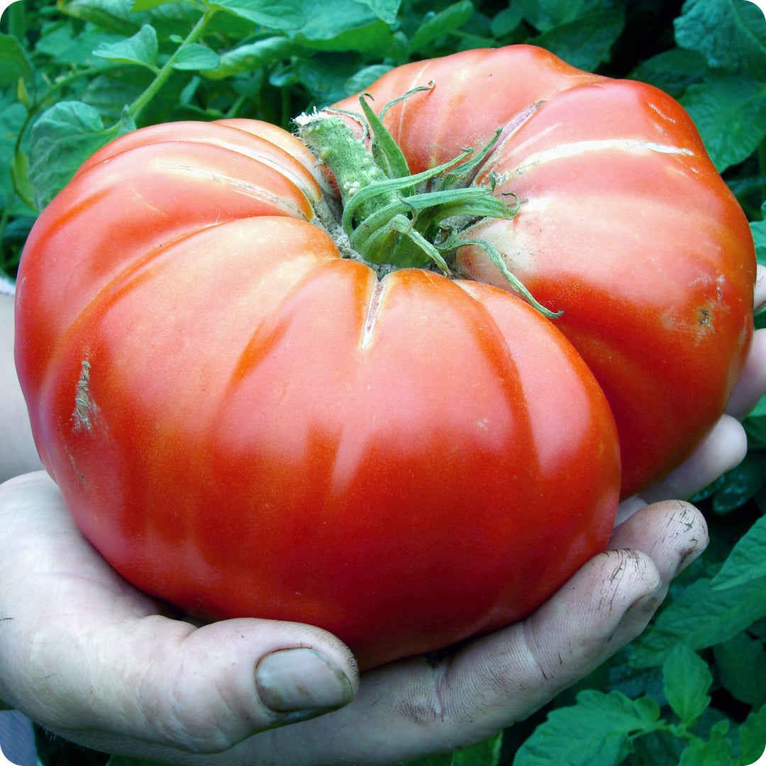 Tomato Seeds - Watermelon Beefsteak – The Incredible Seed Company Ltd