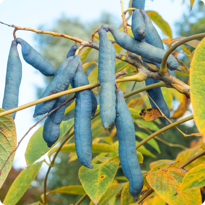 Blue Sausage Fruit Seeds – The Incredible Seed Company Ltd