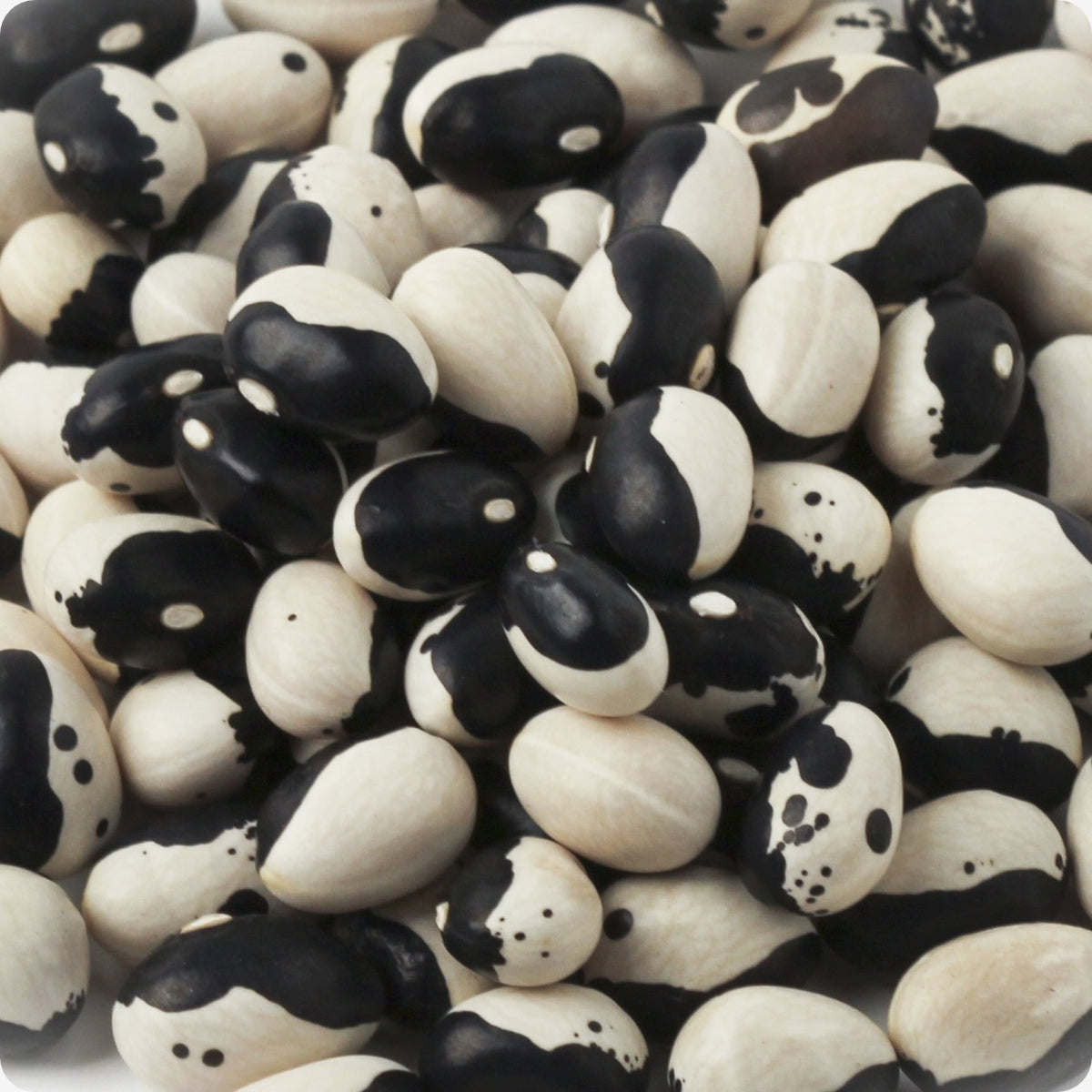 Bean Seeds, Bush - Orca / Calypso (Dry) – The Incredible Seed Company Ltd