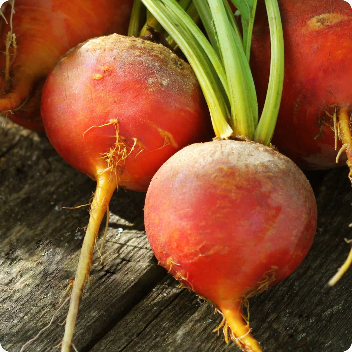 Beet Seeds - Burpee Golden – The Incredible Seed Company Ltd