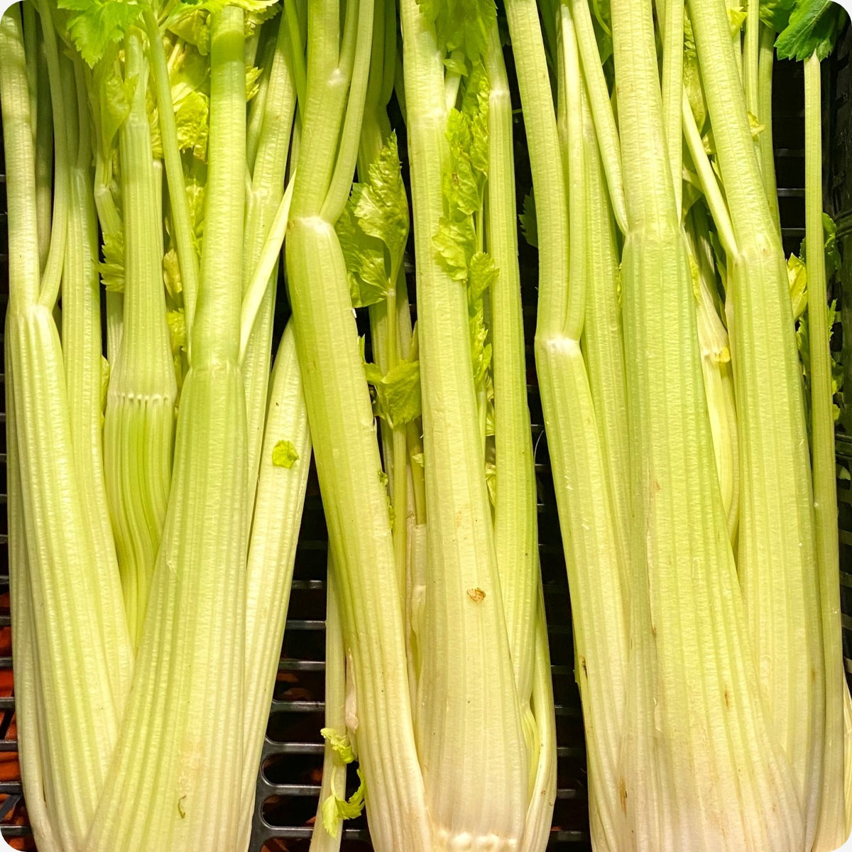 Celery Seeds - Giant Golden Pascal – The Incredible Seed Company Ltd
