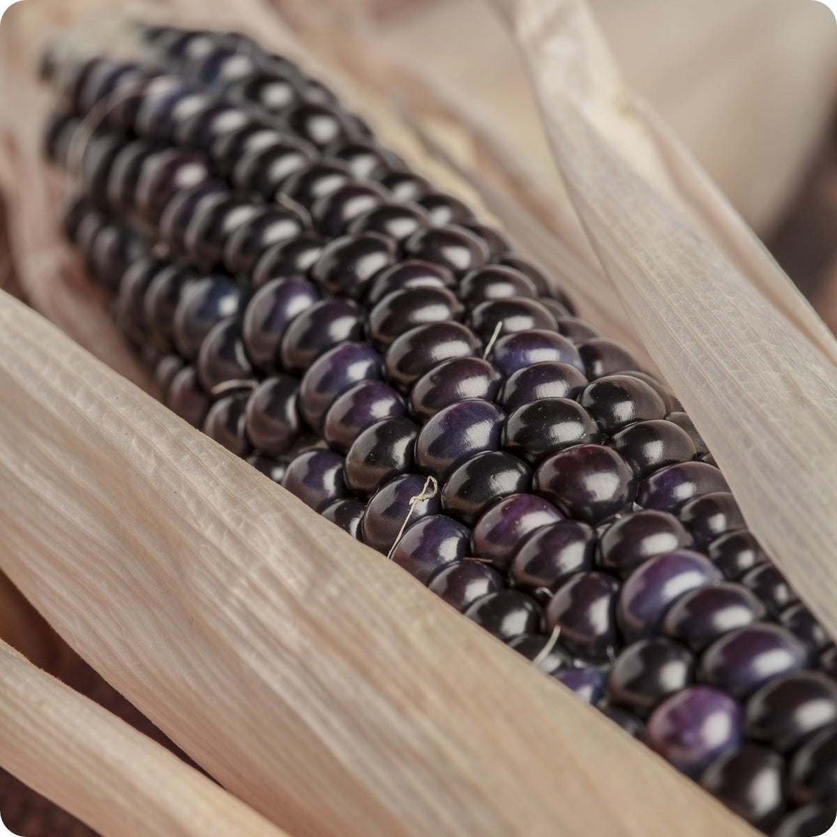 Corn Seeds - Dakota Black – The Incredible Seed Company Ltd