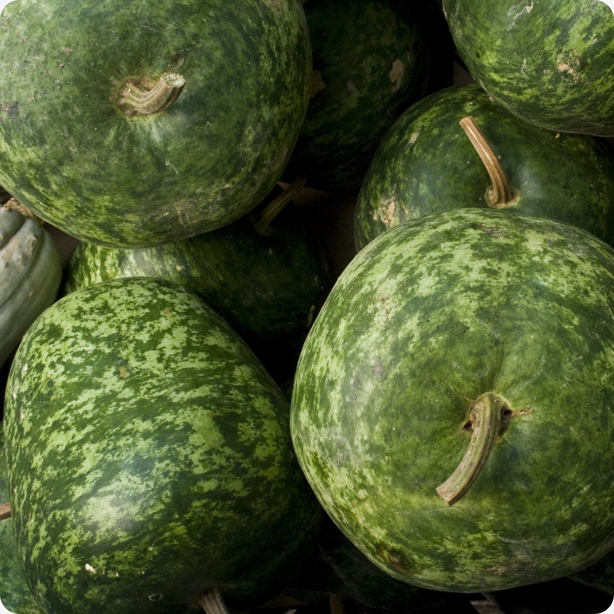 Gourd Seeds - Apple Gourd – The Incredible Seed Company Ltd