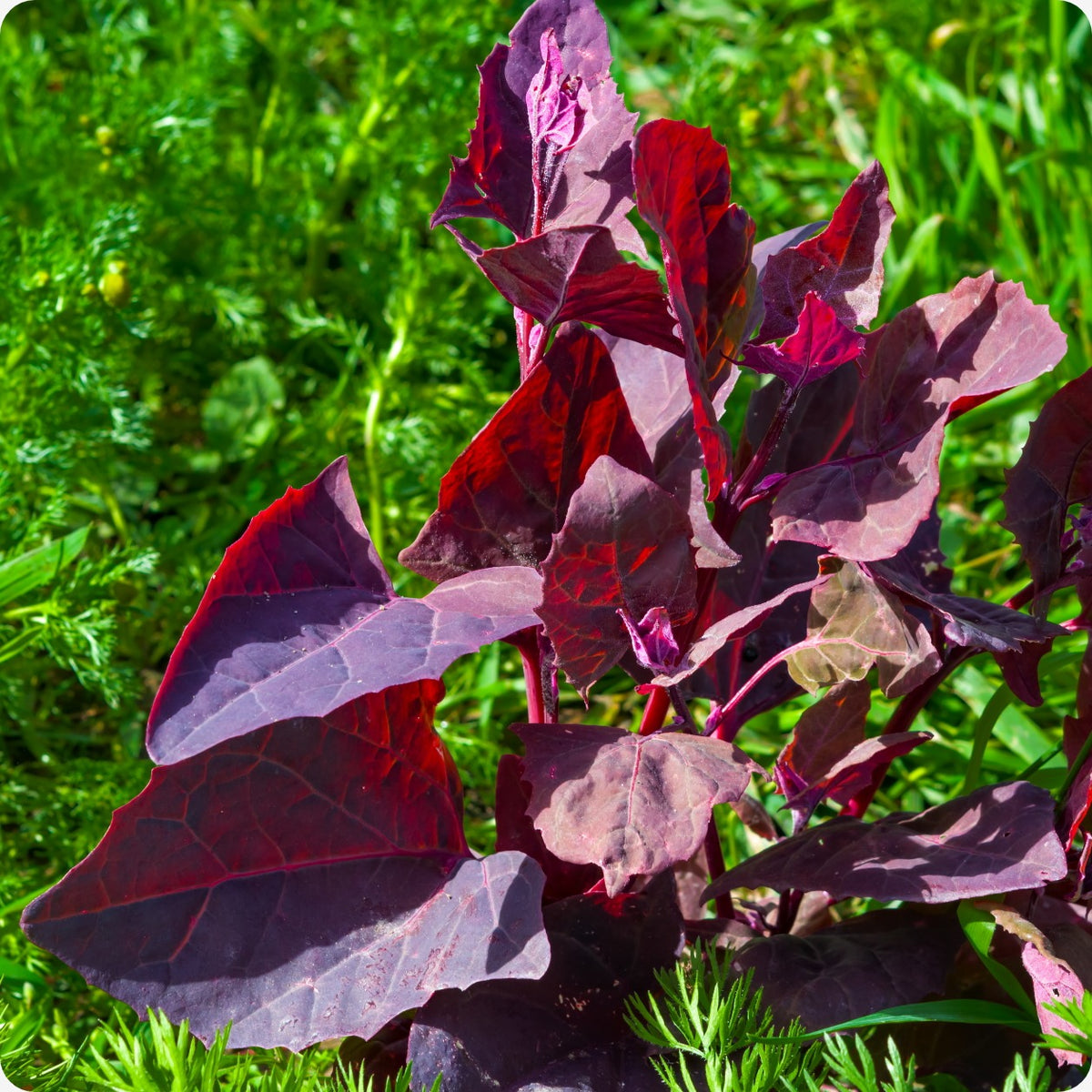 Red Orach Seeds – Heirloom Untreated NON-GMO From Canada – The ...