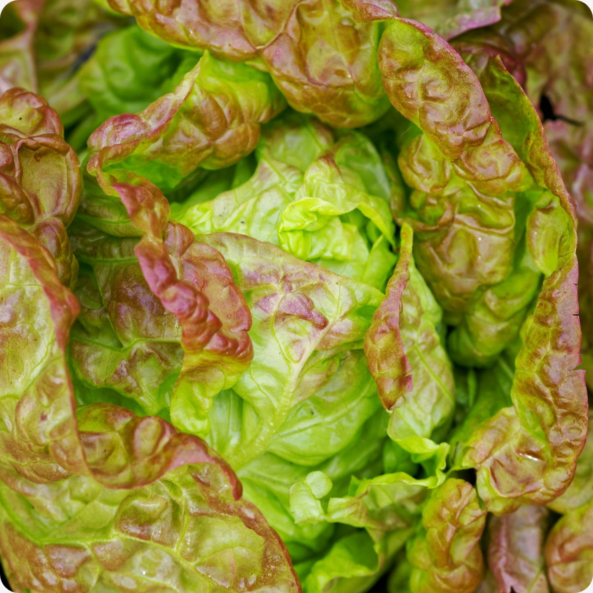 Lettuce Seeds - Bronze Mignonette – The Incredible Seed Company Ltd