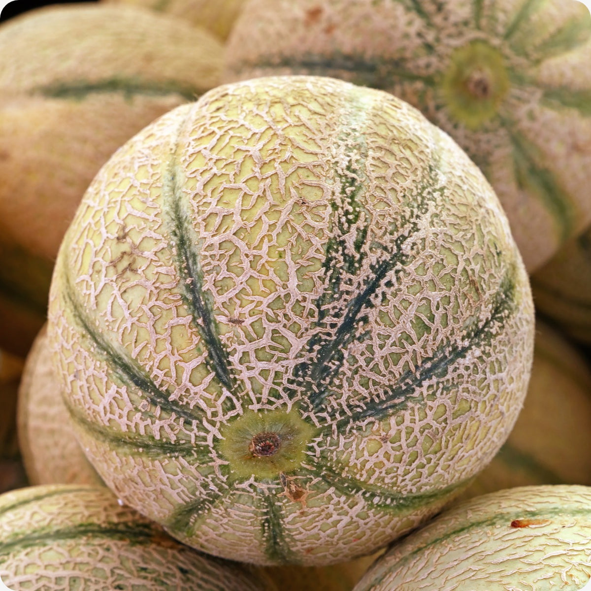 French Charentais Melon Seeds – Heirloom Untreated NON-GMO From Canada ...