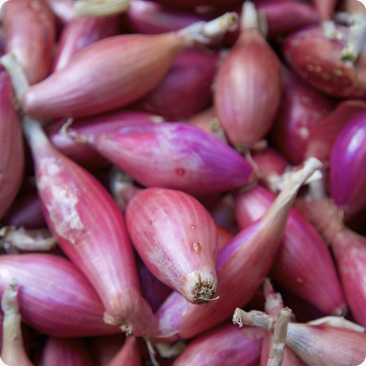 Onion Seeds - Long Red Florence – The Incredible Seed Company Ltd