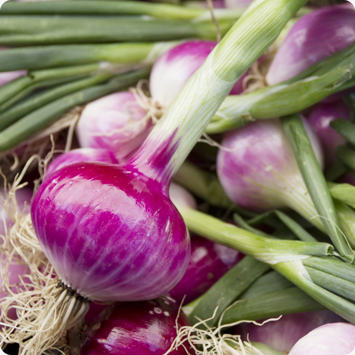 Onion Seeds - Wethersfield Red Storage – The Incredible Seed Company Ltd