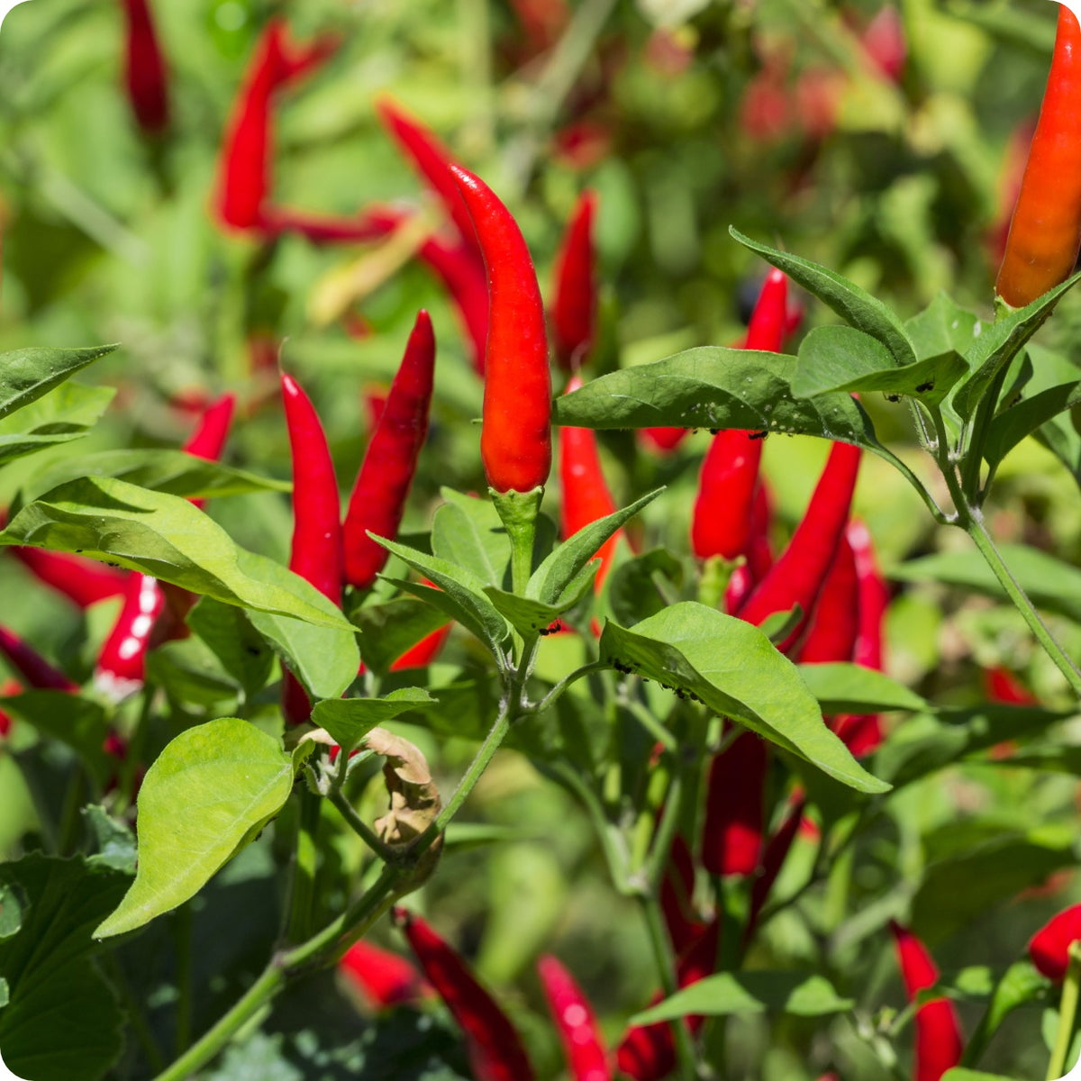 Pepper Seeds, Hot - Matchbox – The Incredible Seed Company Ltd