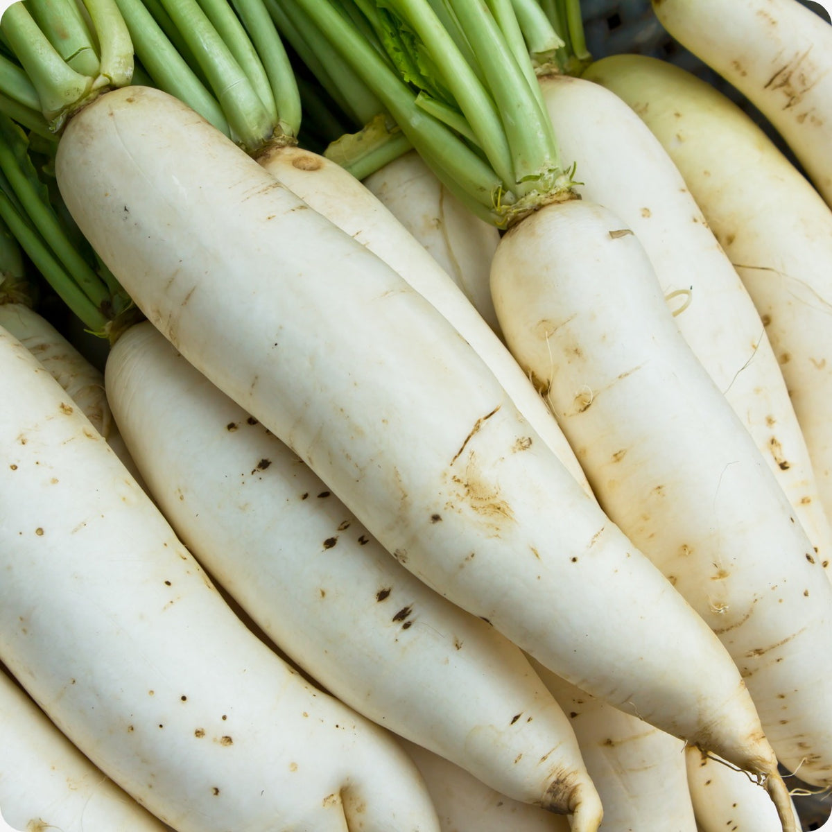 Radish Seeds - Minowase Daikon – The Incredible Seed Company Ltd