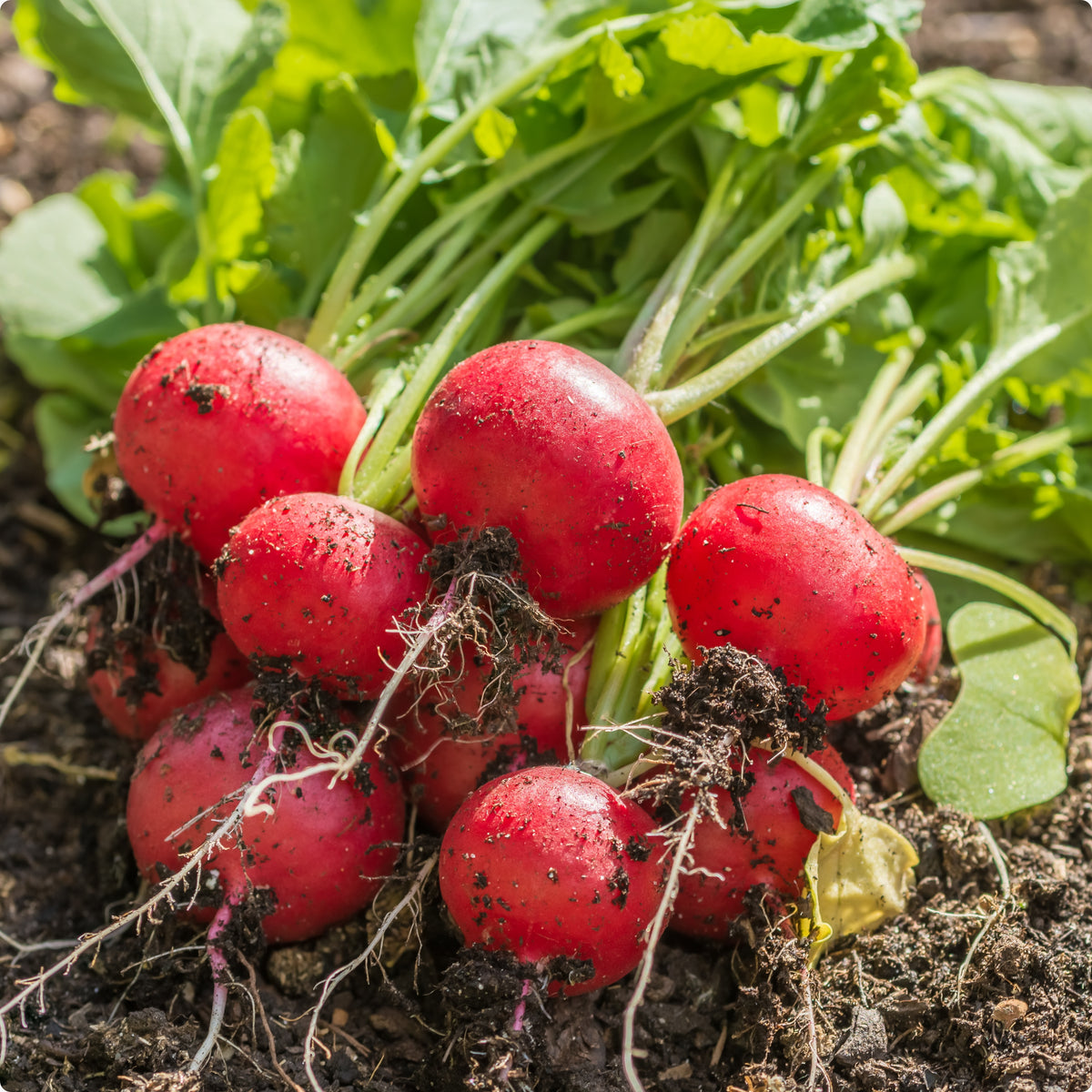 Early Scarlet Globe Radish Seeds – Heirloom Untreated NON-GMO From ...