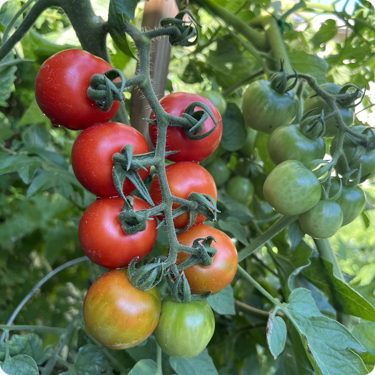 Tomato Seeds, Cherry - Chadwick's Cherry – The Incredible Seed Company Ltd