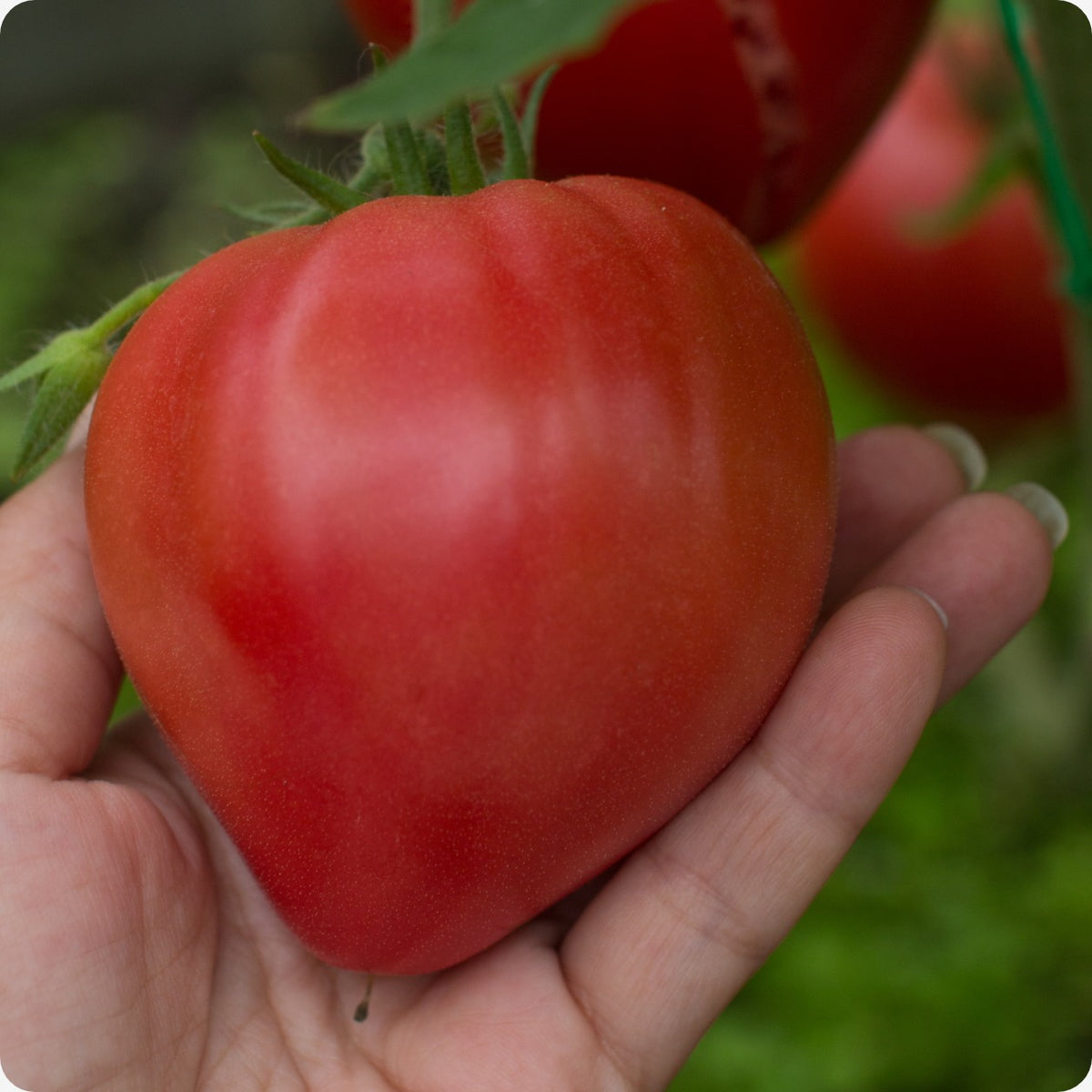 Tomato Seeds, Paste - Hungarian Heart – The Incredible Seed Company Ltd