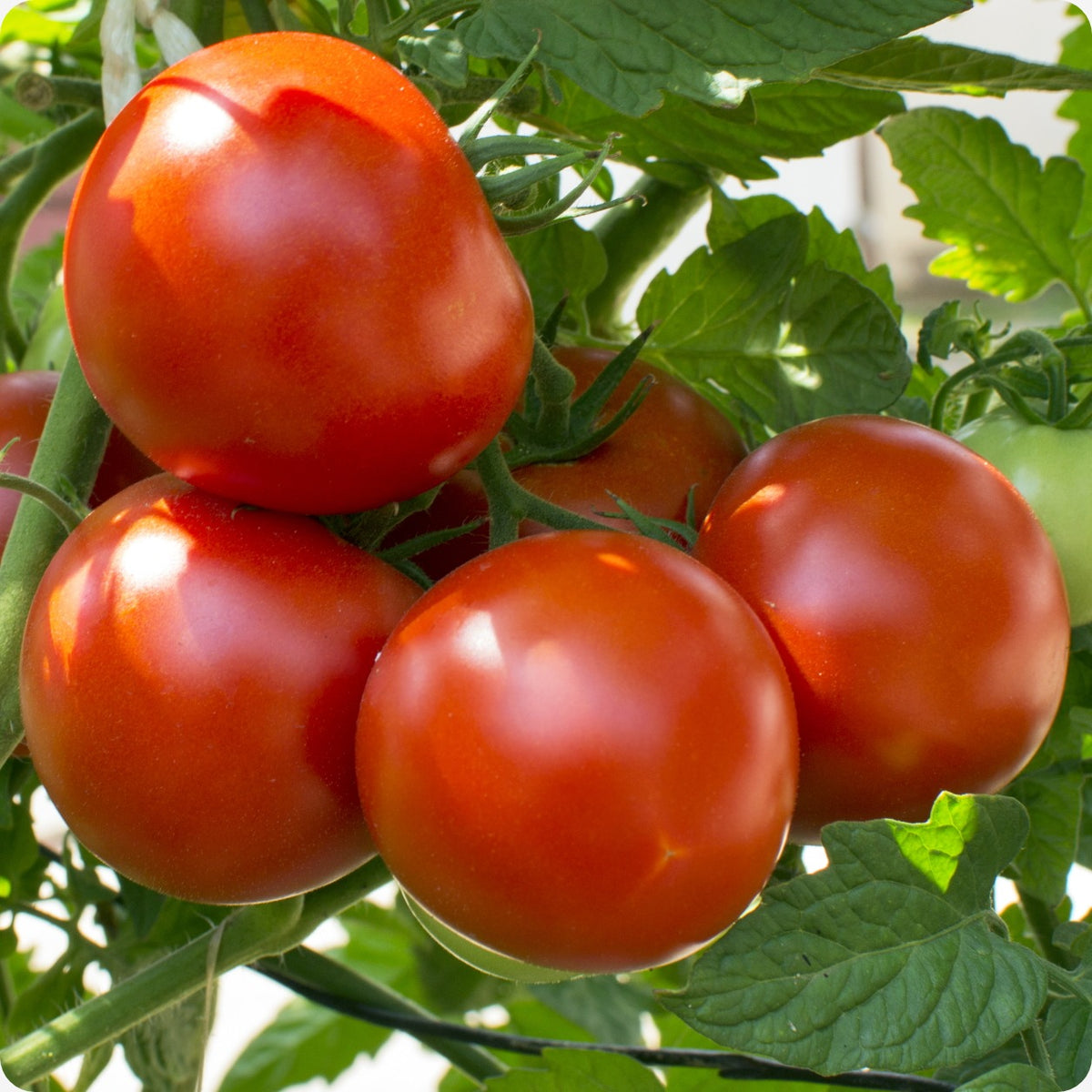 Tomato Seeds - Oregon Spring – The Incredible Seed Company Ltd